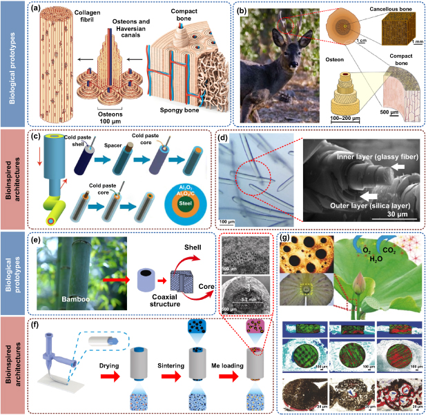 Research progress on bio-inspired composite structures based on ceramic ...