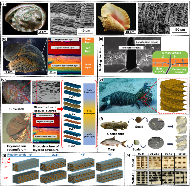 Research progress on bio-inspired composite structures based on ceramic ...