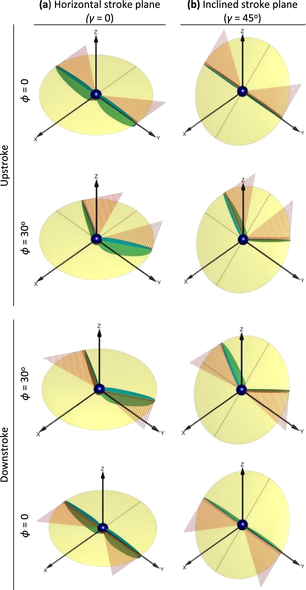 Optimal flapping wing shape and kinematics are different for different ...