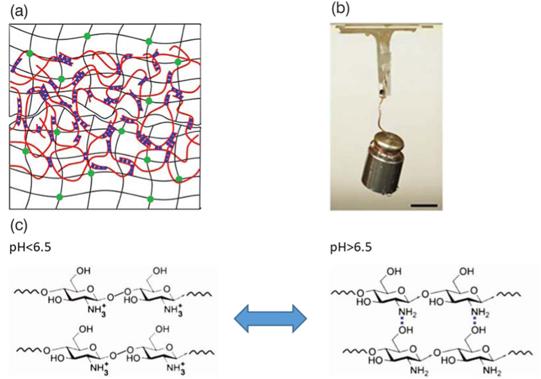 Adhesion strategies for heterogeneous soft materials—A review - IOPscience