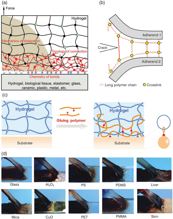Adhesion strategies for heterogeneous soft materials—A review - IOPscience