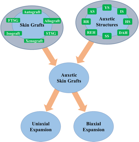 Expansion potential of auxetic prosthetic skin grafts: a review ...