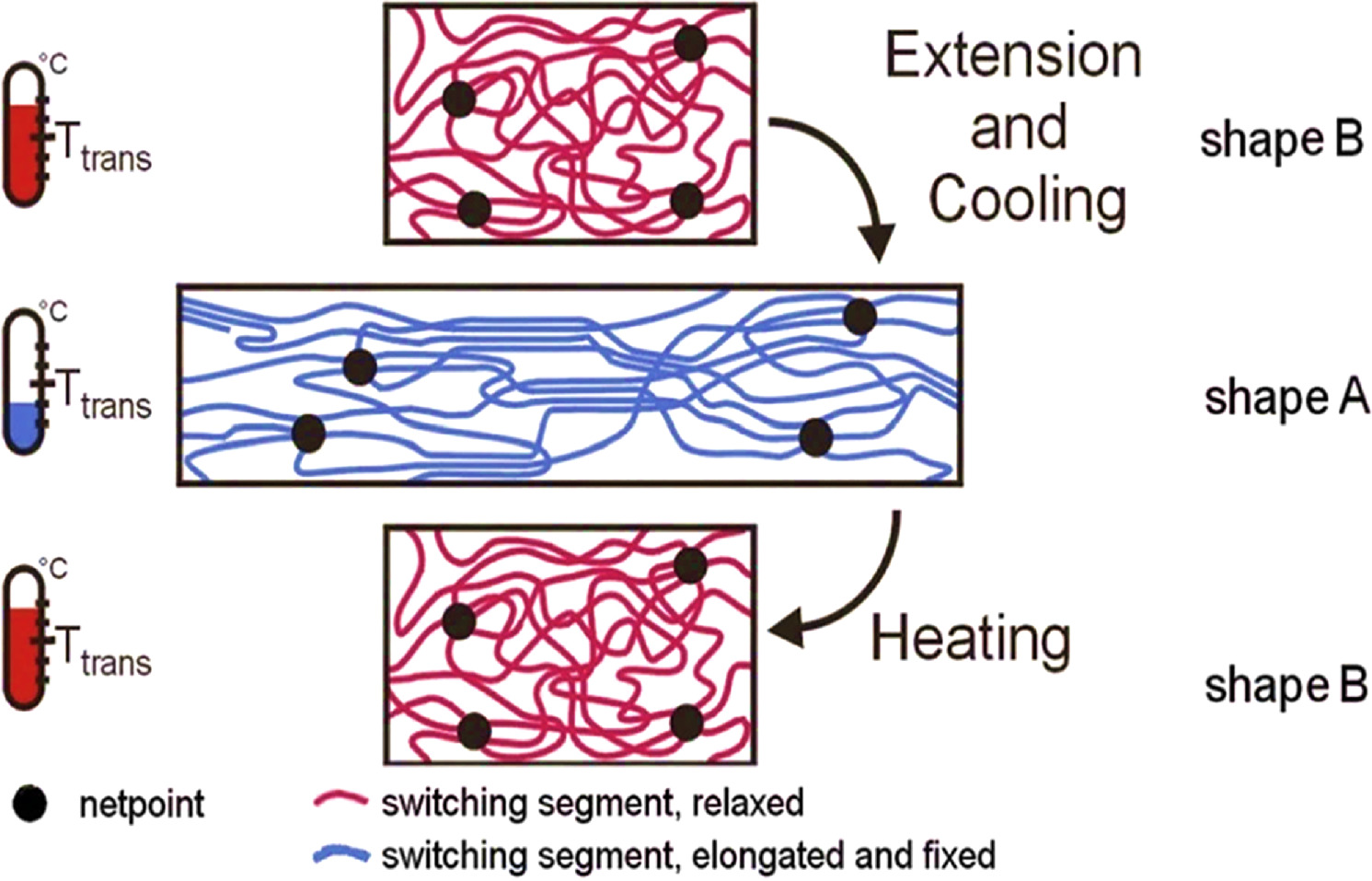 4D printing of polylactic acid (PLA)/thermoplastic polyurethane (TPU ...