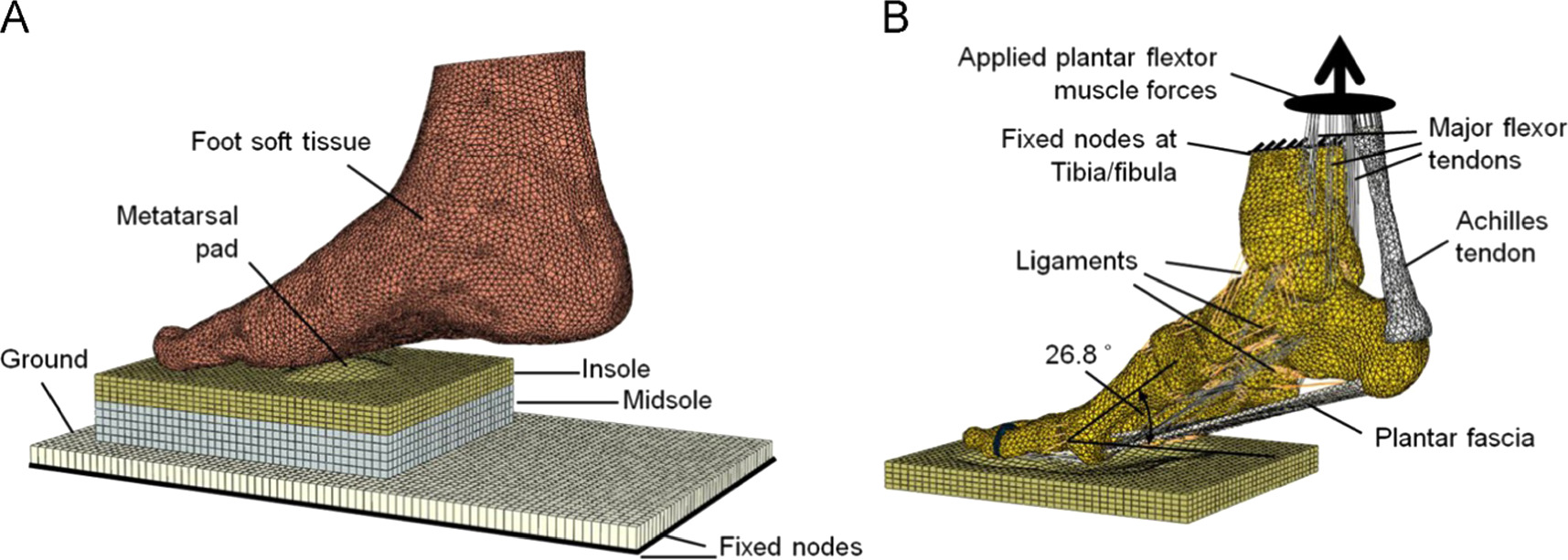 Finite element modeling of diabetic foot: a state-of-the-art review ...
