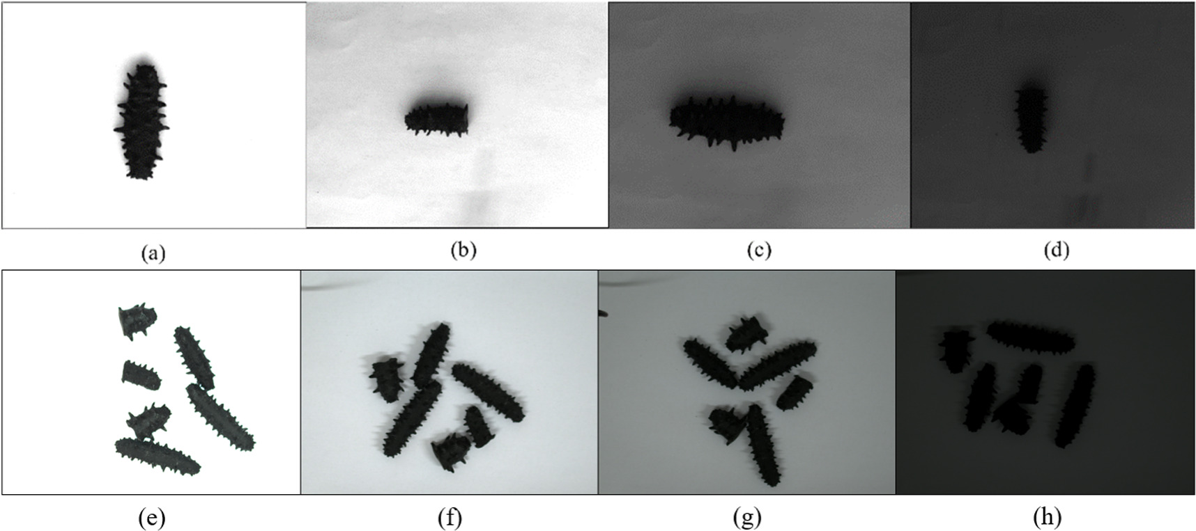 Faster-YOLOv5: real-time deep learning for sea cucumber defect ...
