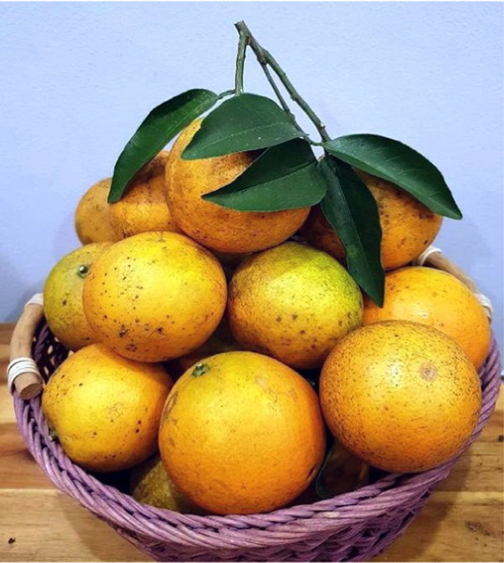 Development of novel prototype of orange sorting machine - IOPscience