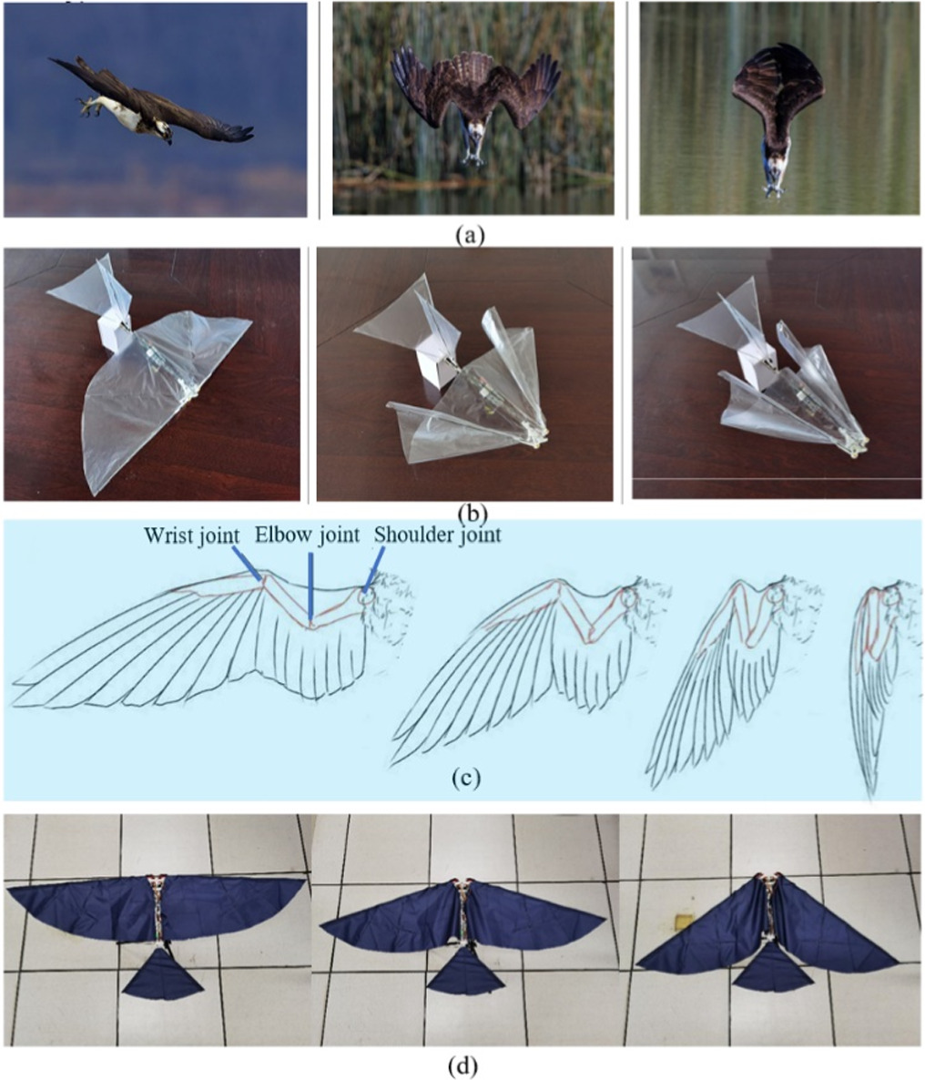 Design of bionic active folding flapping wing vehicle - IOPscience