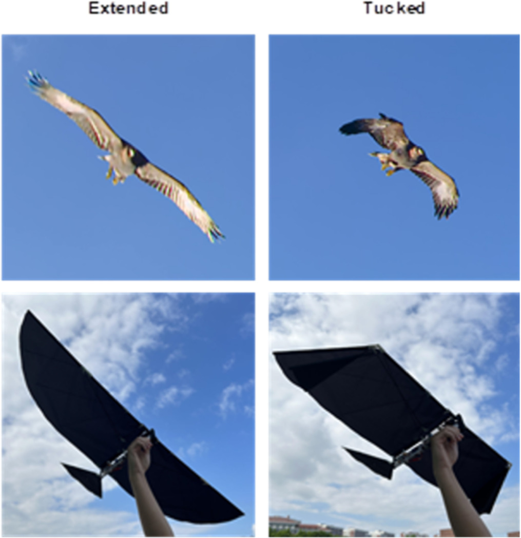 Design of an active wing-folding biomimetic flapping-wing air vehicle ...