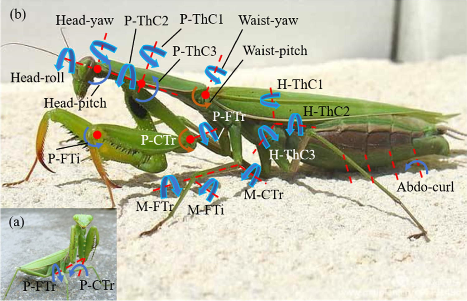Gait transition and locomotion control of a mantis-like robot based on ...