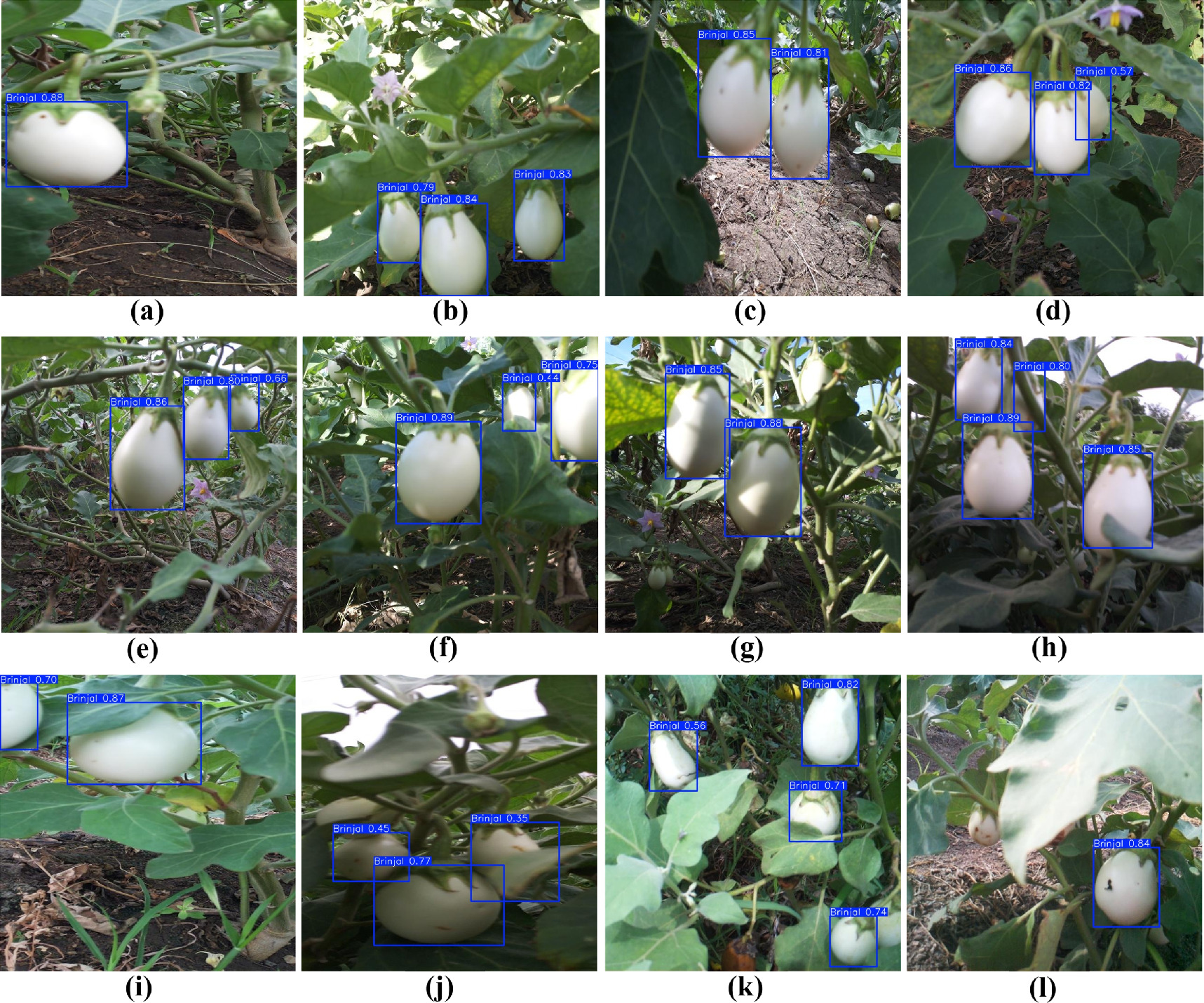 Improved YOLO-based real-time brinjal detection algorithm for vision modules in harvesting ...