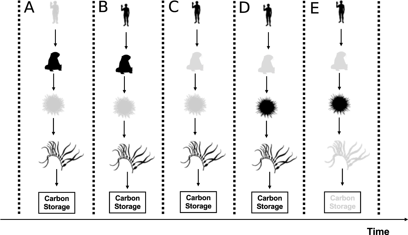 Dynamics of ecosystem services along ecological network seascapes ...