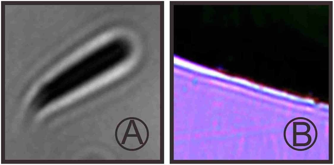 Artificial intelligent identification of apatite fission tracks based ...