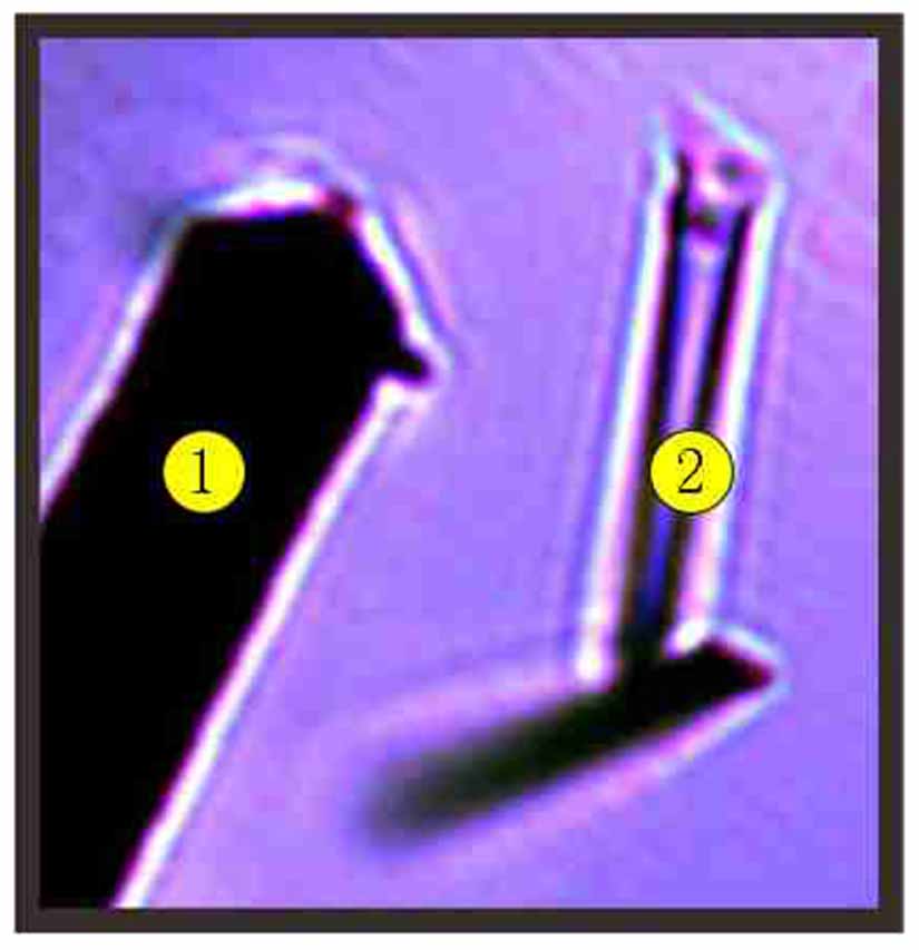 Artificial intelligent identification of apatite fission tracks based ...