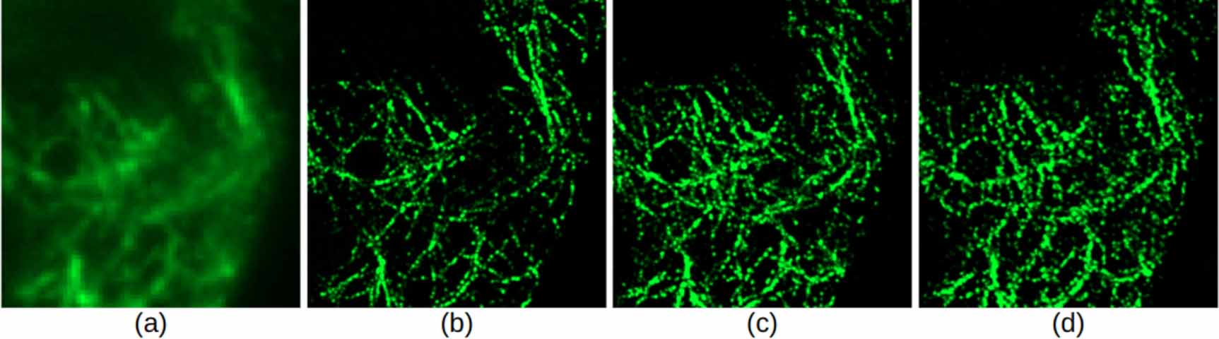 Generative super-resolution AI accelerates nanoscale analysis of cells ...