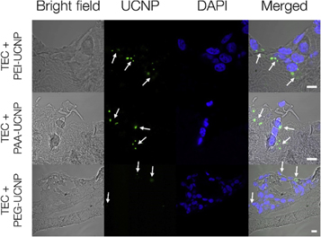 Nanotechnology in cosmetics pros and cons - IOPscience