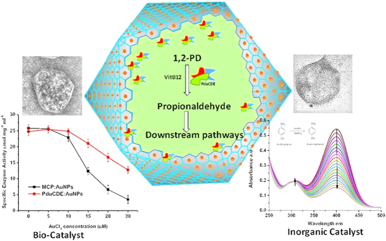 Naturally occurring protein nano compartments: basic structure ...