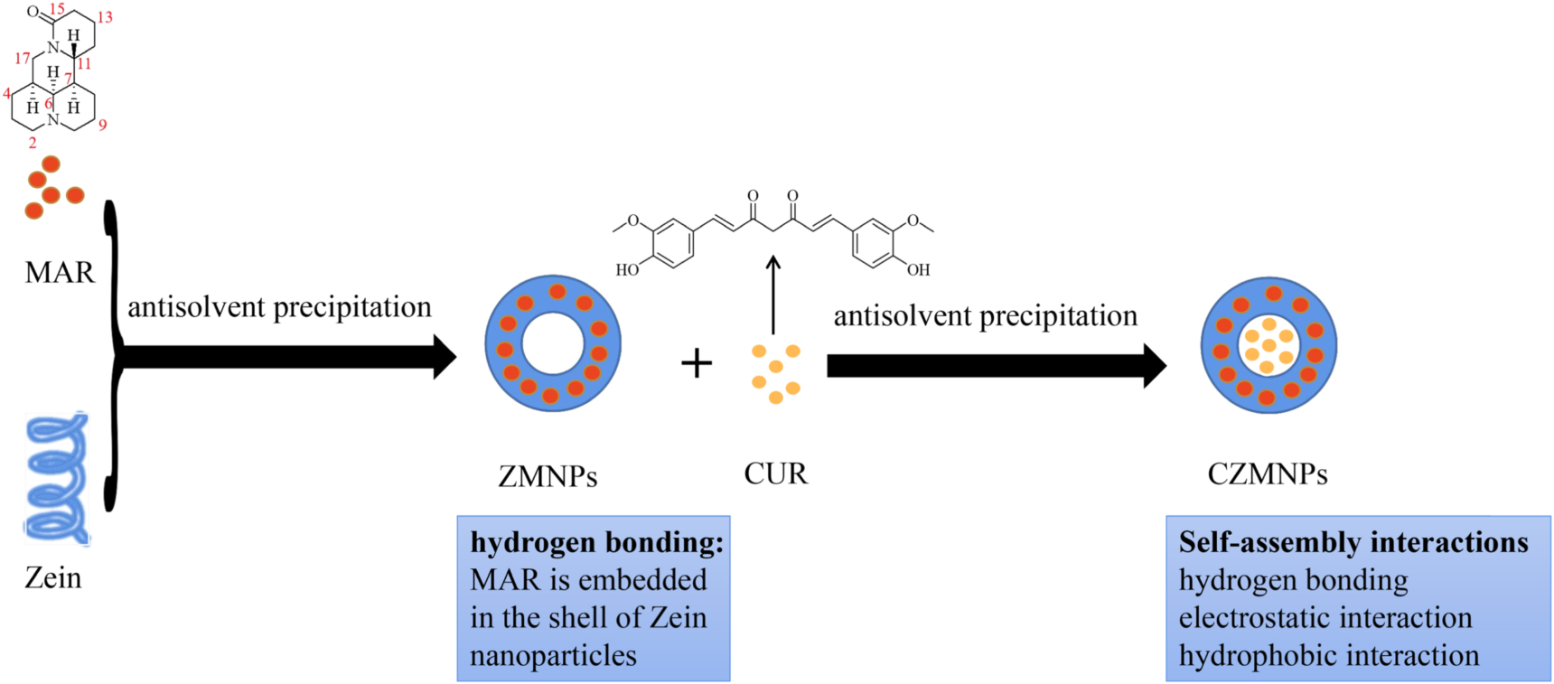 Zein nanoparticles stabilized by hydrophilic small molecule stabilizer ...