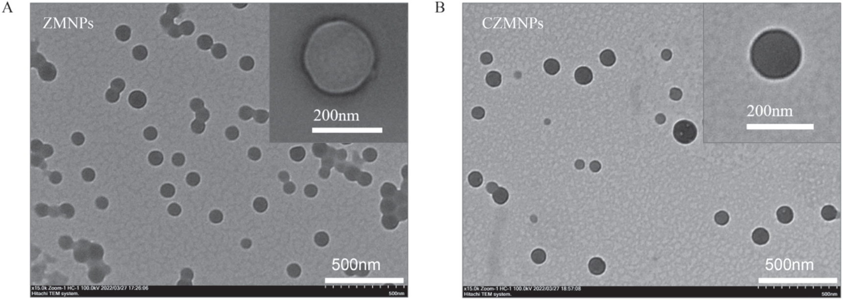 Zein nanoparticles stabilized by hydrophilic small molecule stabilizer ...