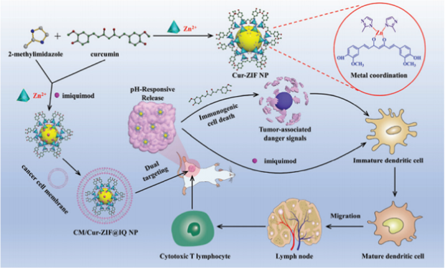 Engineering zeolitic imidazolate framework-8 nanoparticles for smart ...