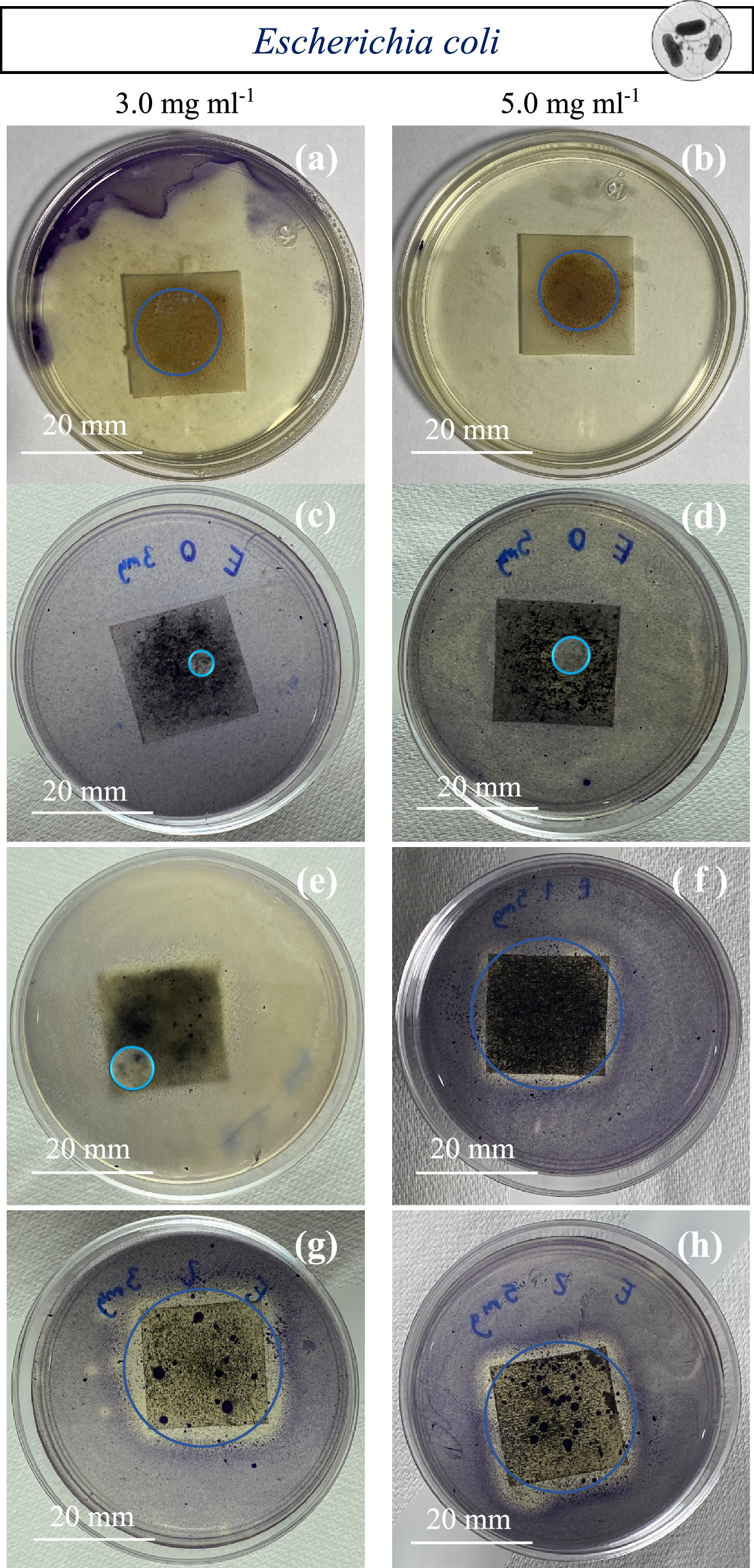 Silver-doped graphite oxide composites used as antimicrobial agents ...