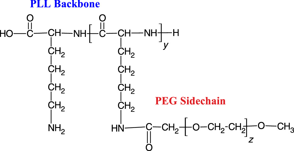 Evaluation of long-term stability of L-asparaginase encapsulated PLL-g ...