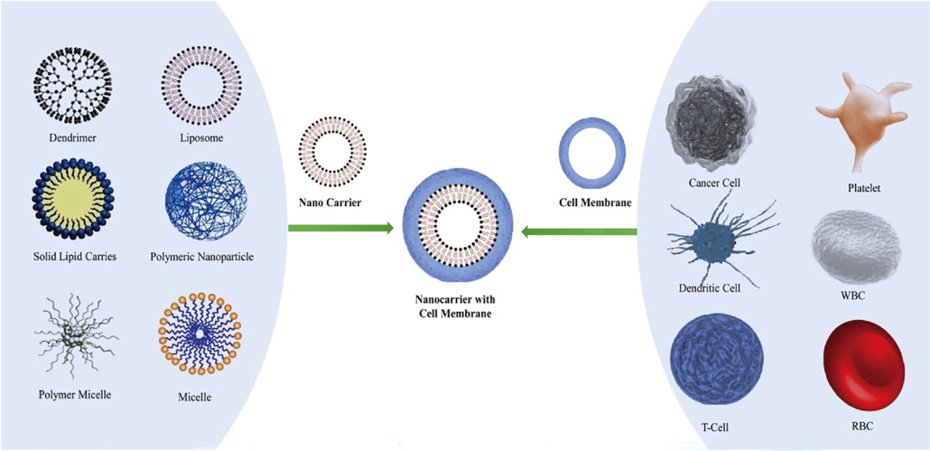 Bioinspired nanocarriers for advanced drug delivery - IOPscience