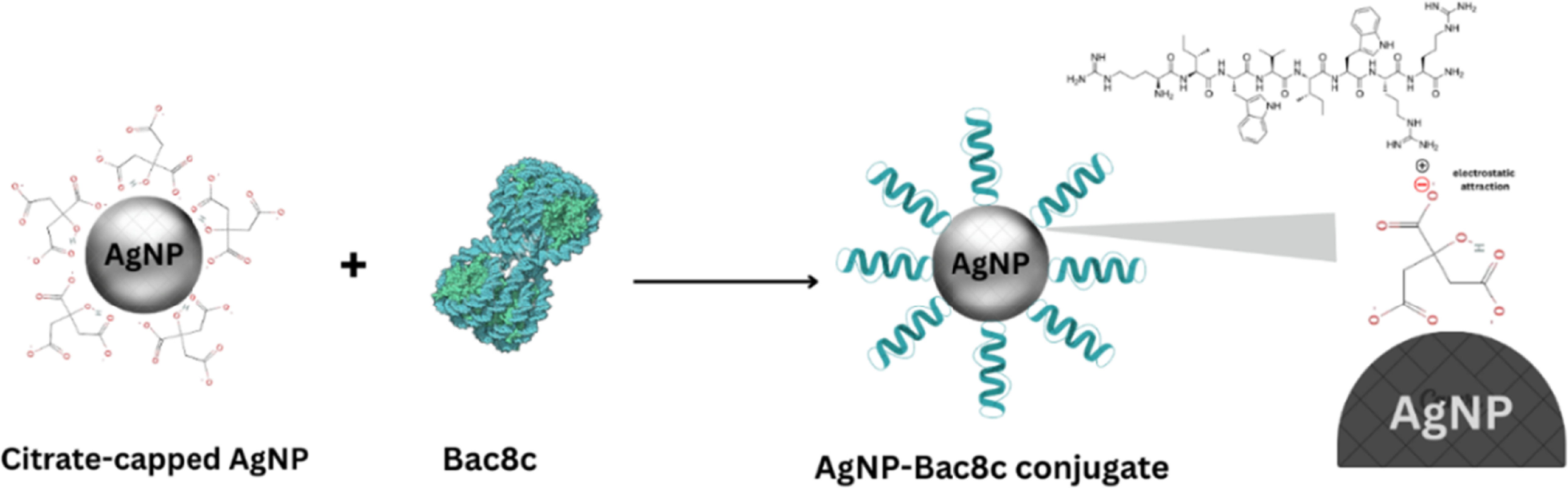 Synthesis and antibacterial study of silver nanoparticle-Bac8c ...