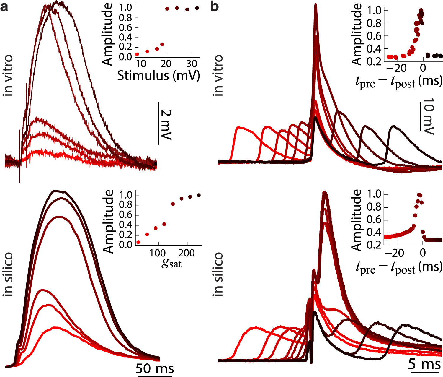 Neurogrid simulates cortical cell-types, active dendrites, and top-down ...