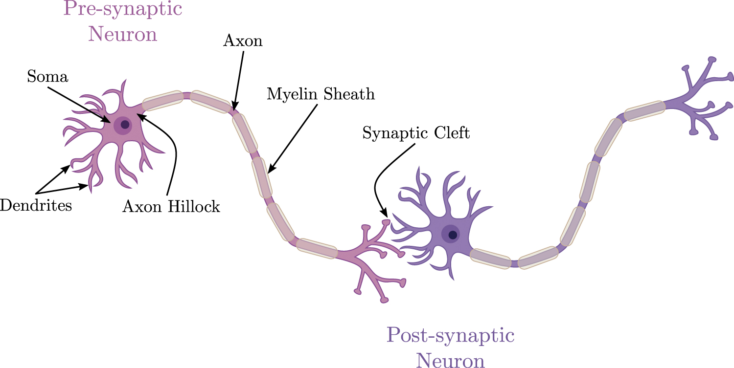 A system design perspective on neuromorphic computer processors ...