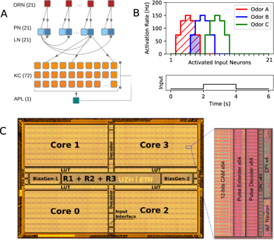A neuromorphic model of olfactory processing and sparse coding in the Drosophila larva brain ...