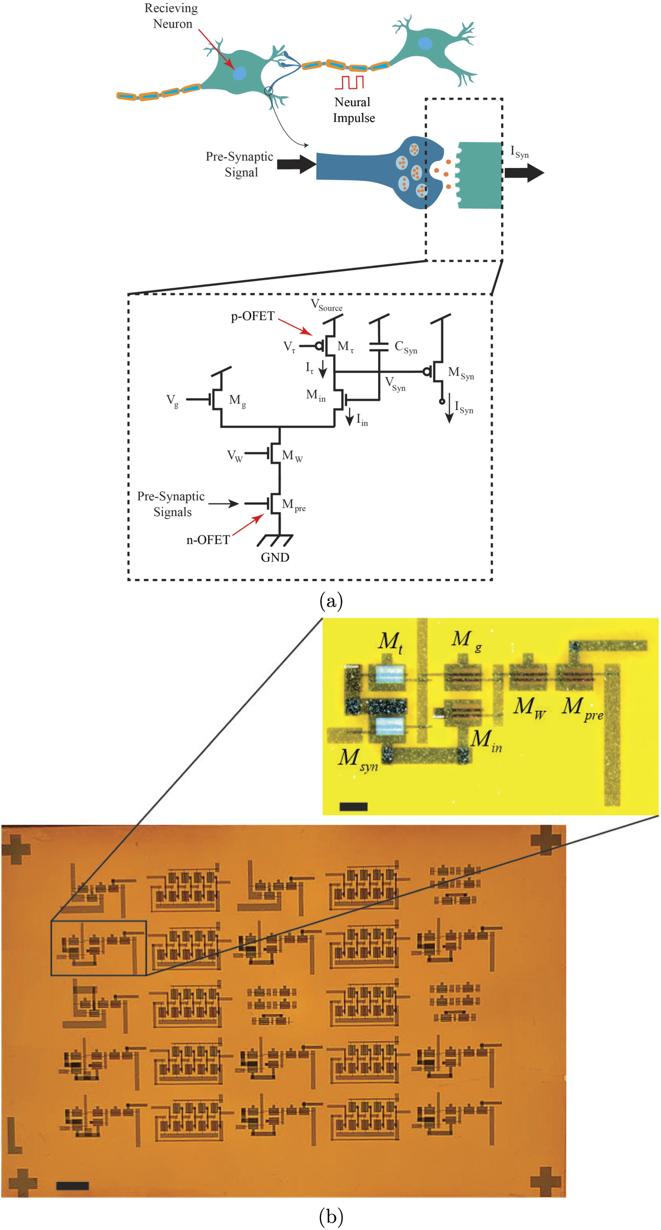 An organic synaptic circuit: toward flexible and biocompatible organic ...