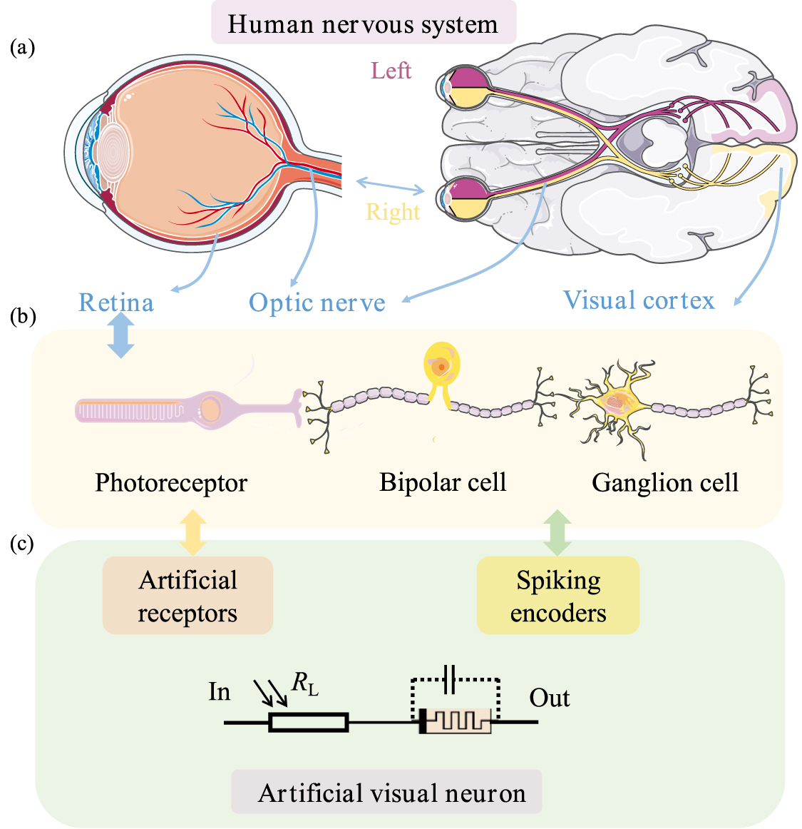 Artificial visual neuron based on threshold switching memristors - IOPscience