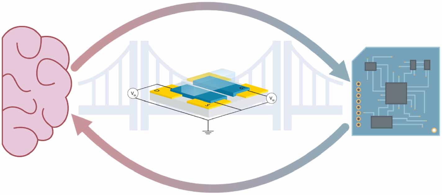 From neuromorphic to neurohybrid: transition from the emulation to the ...