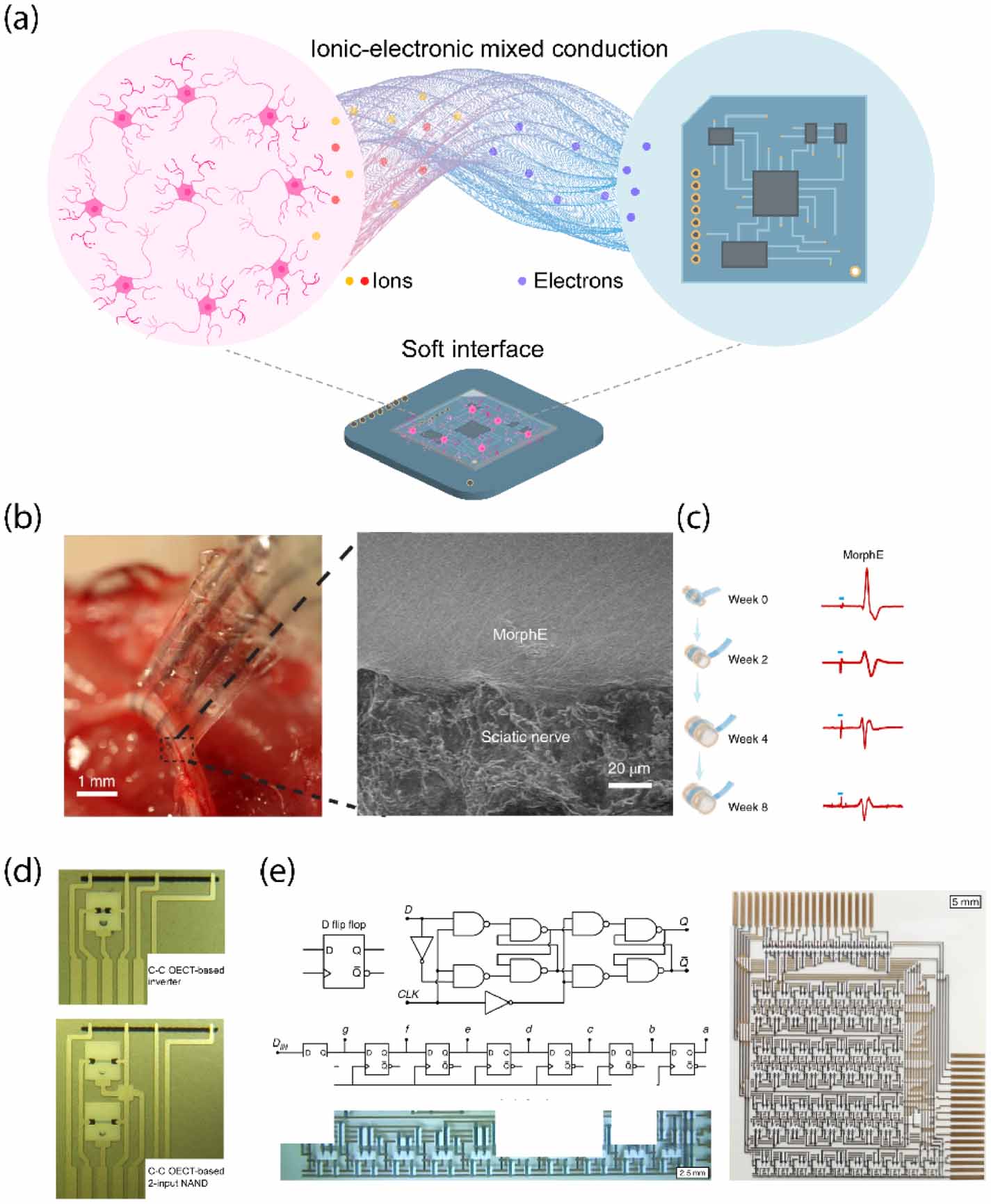 From neuromorphic to neurohybrid: transition from the emulation to the ...