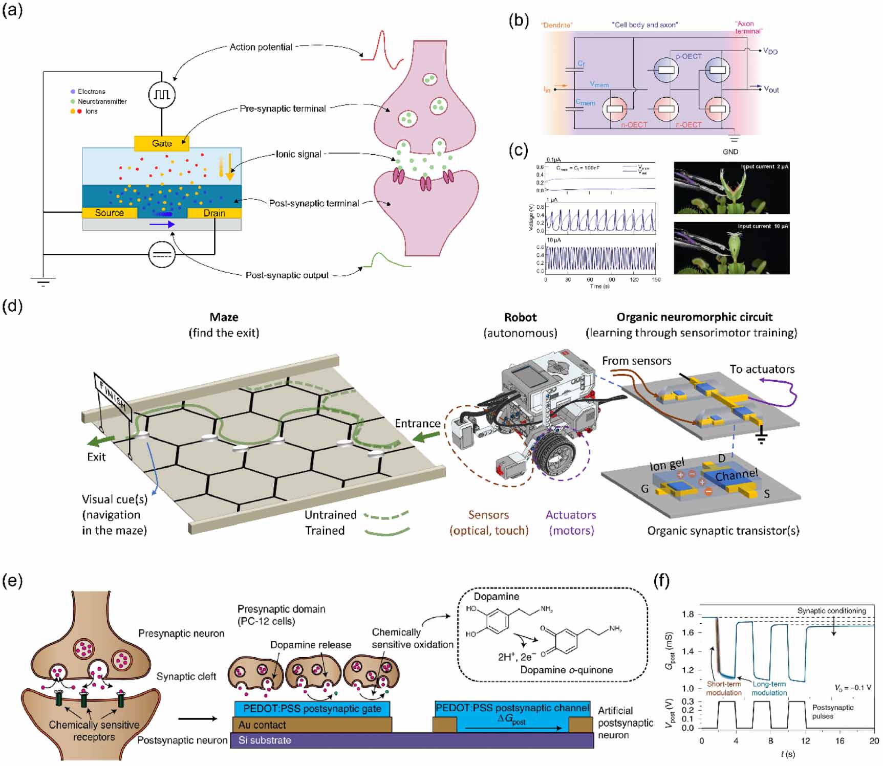 From neuromorphic to neurohybrid: transition from the emulation to the ...