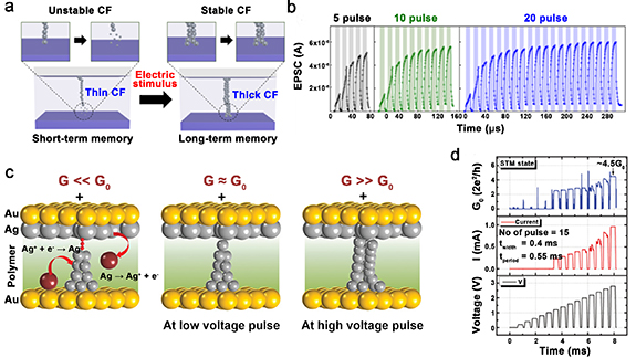 Filamentary-based organic memristors for wearable neuromorphic ...