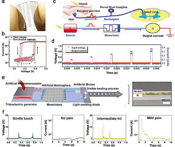 Filamentary-based organic memristors for wearable neuromorphic ...