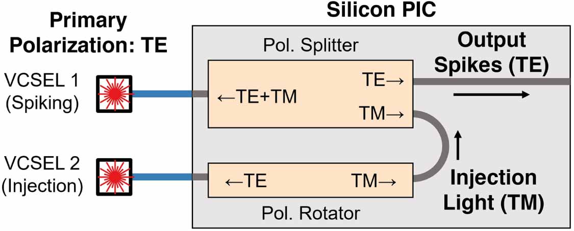Optical spike amplitude weighting and neuromimetic rate coding using a joint VCSEL-MRR ...