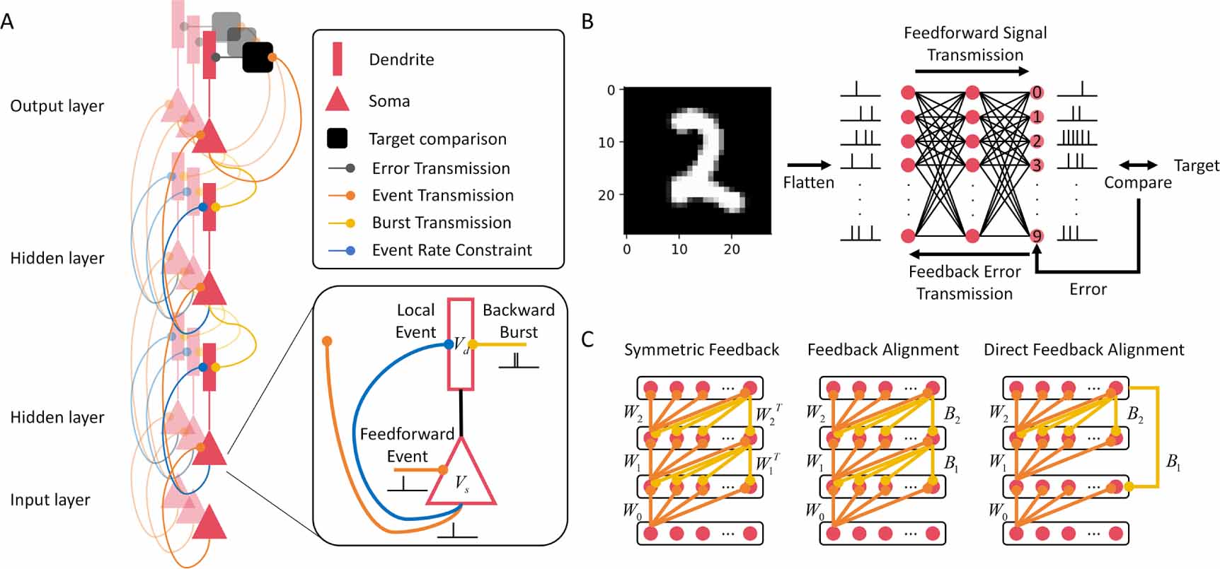 A burst-dependent algorithm for neuromorphic on-chip learning of ...
