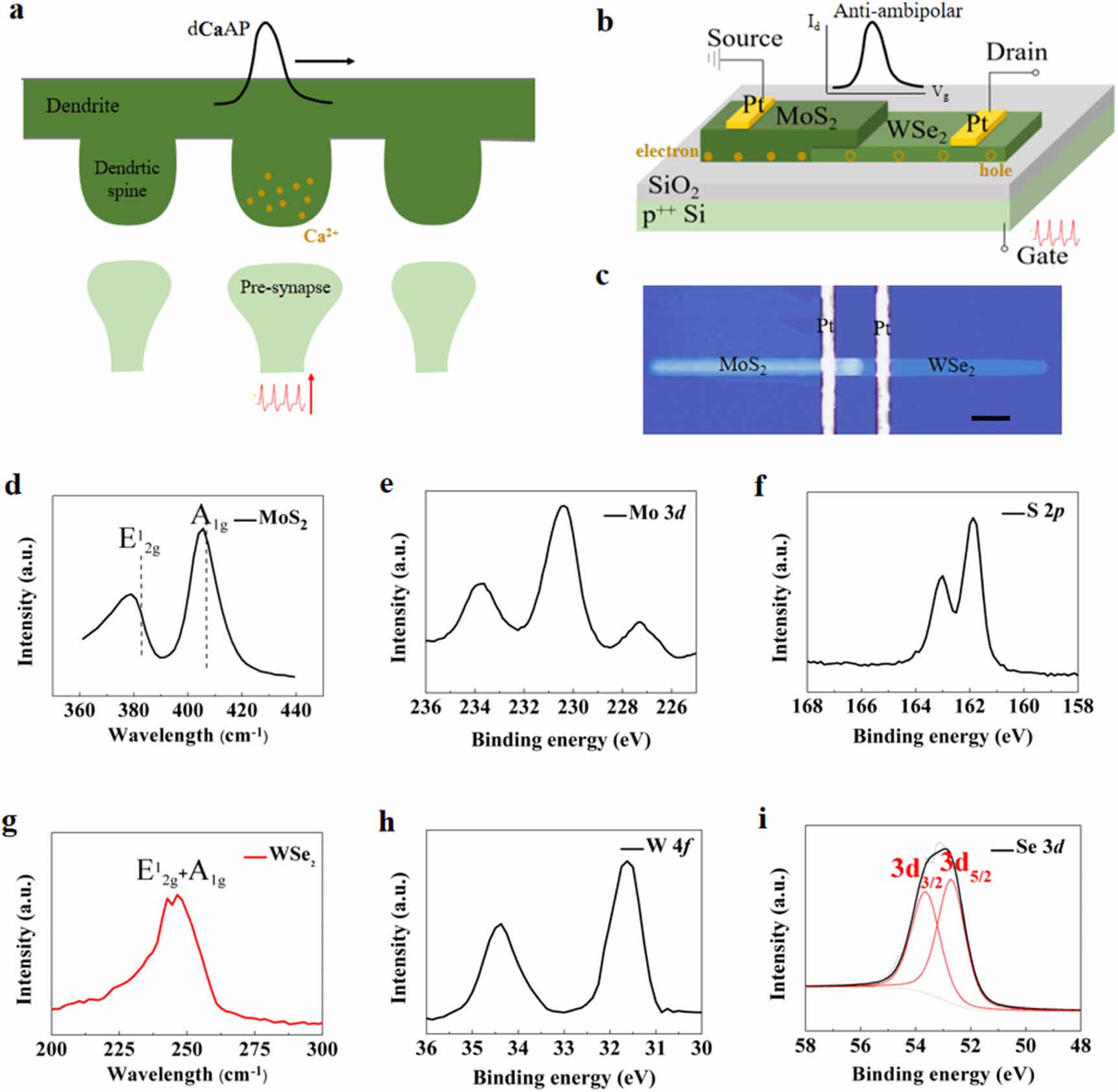 Bio-realistic and versatile artificial dendrites made of anti-ambipolar ...