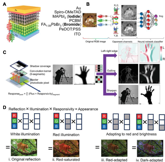 Retinomorphic devices beyond silicon for dynamic machine vision ...