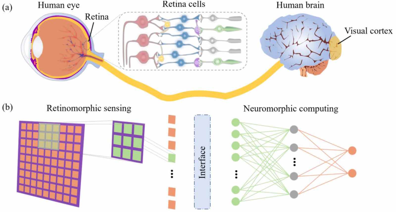 Low-dimensional optoelectronic synaptic devices for neuromorphic vision sensors - IOPscience