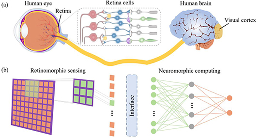 Low-dimensional optoelectronic synaptic devices for neuromorphic vision sensors - IOPscience