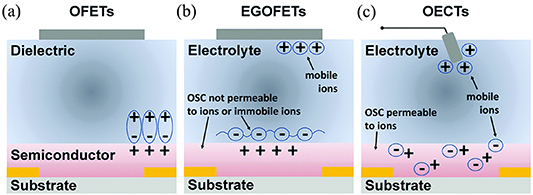 Expanding the potential of biosensors: a review on organic field effect ...