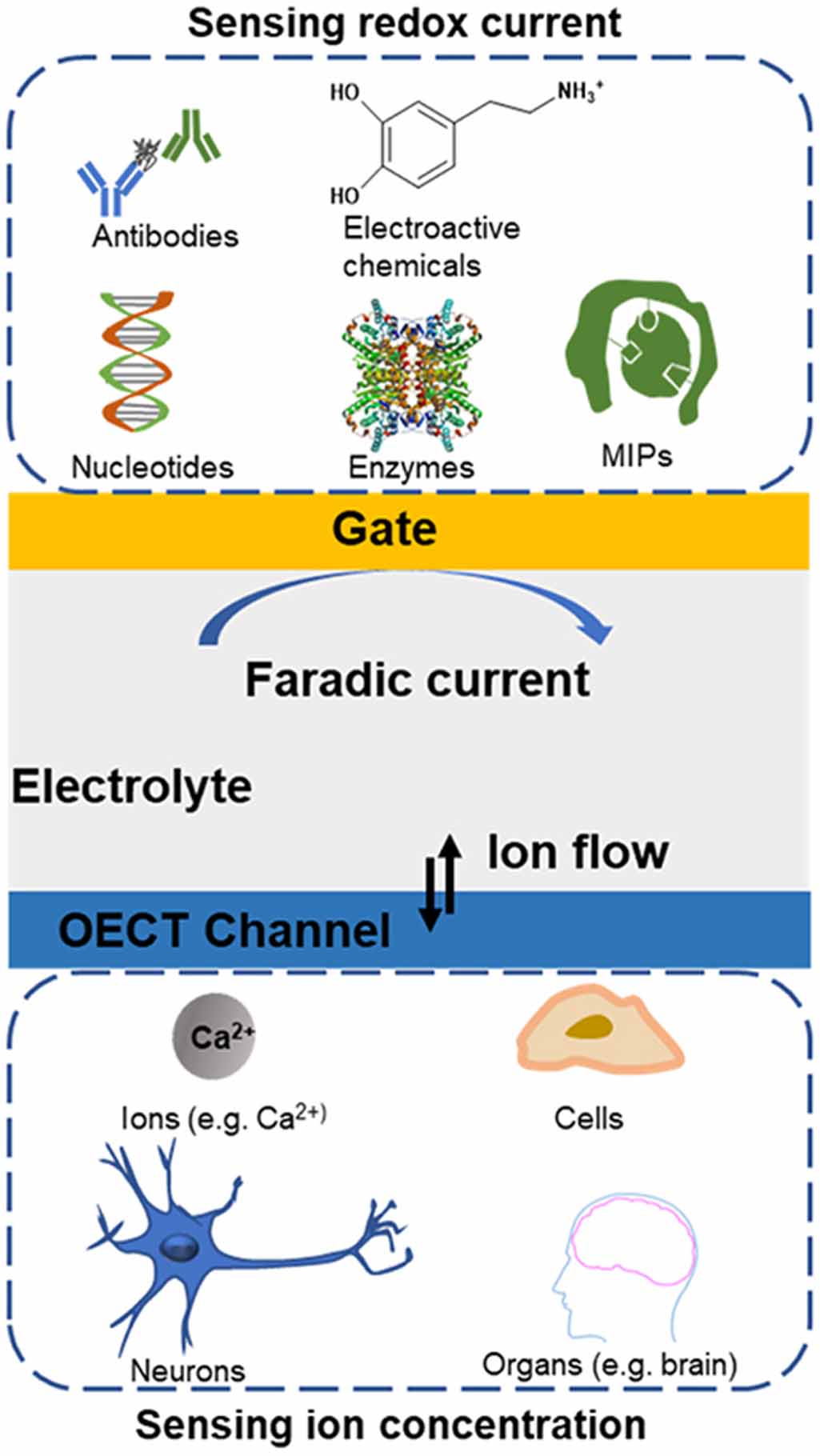 Expanding the potential of biosensors: a review on organic field effect ...