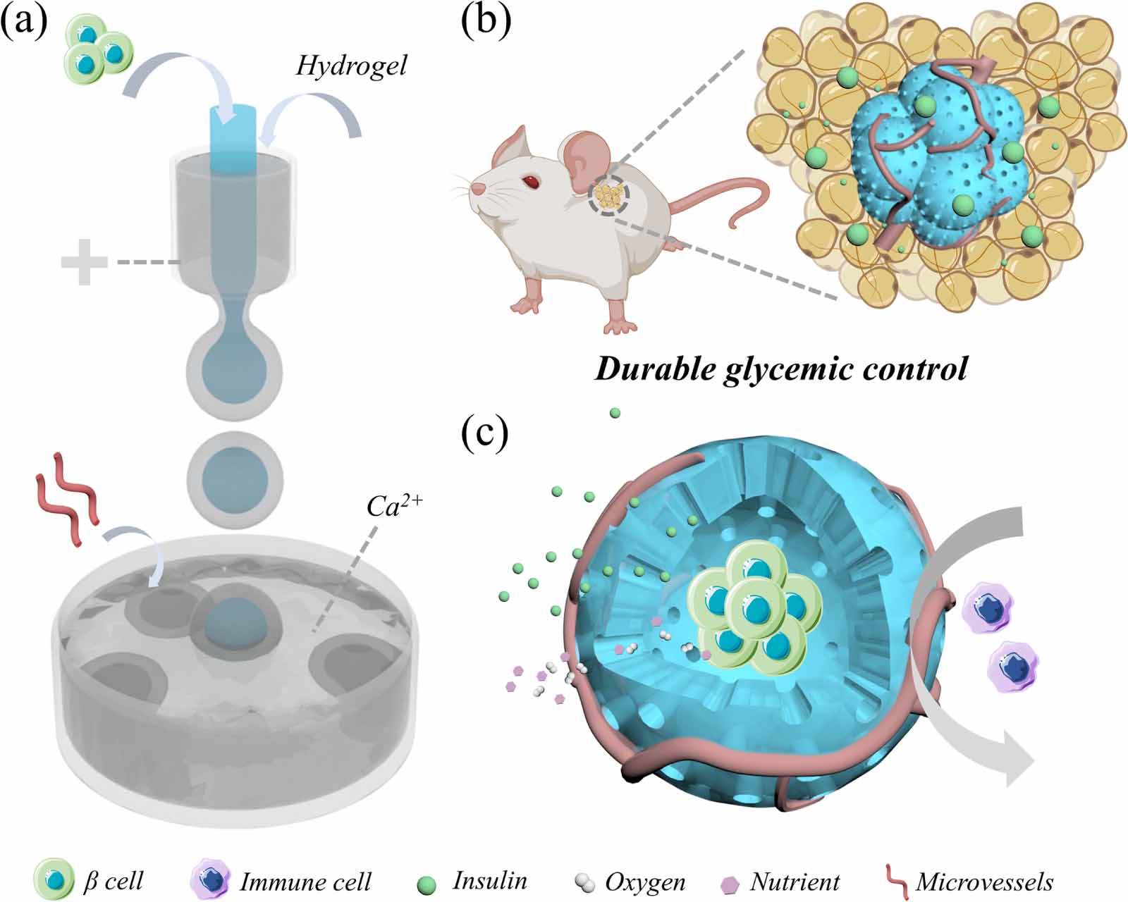 Biomimetic artificial islet model with vascularized microcapsule ...