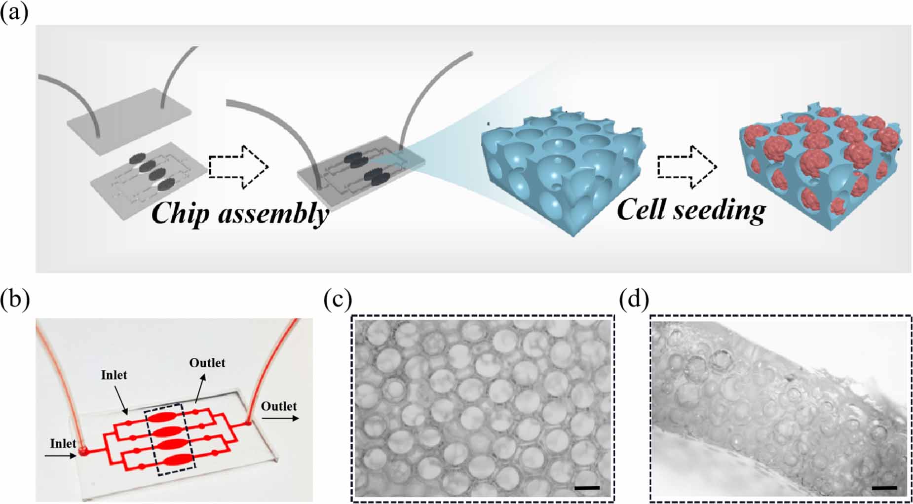 Tailoring esophageal tumor spheroids on a chip with inverse opal ...