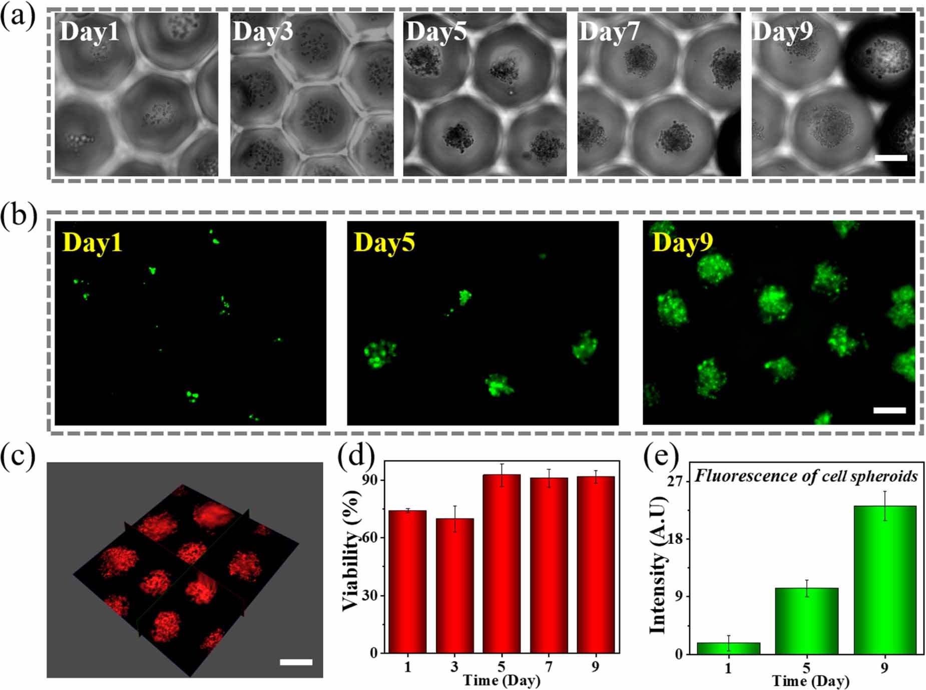 Tailoring esophageal tumor spheroids on a chip with inverse opal ...
