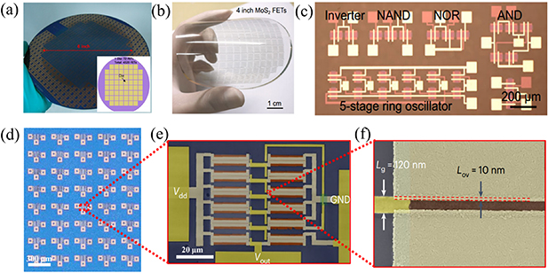 Scalable electronic and optoelectronic devices based on 2D TMDs ...