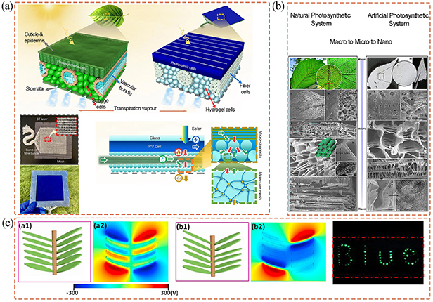 Plant-inspired surfaces and interfaces for sustainable technologies ...